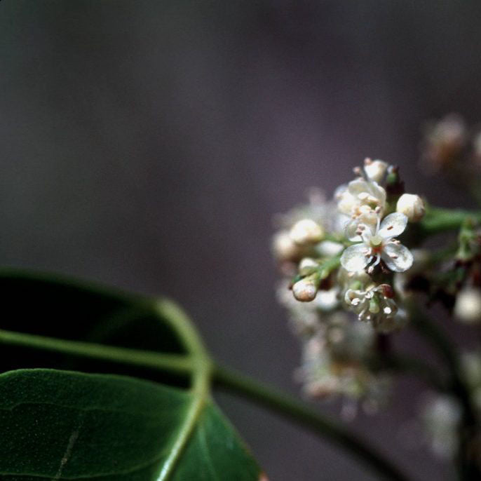 Amyris Essential oil profile | Native Essentials Natural Skin care