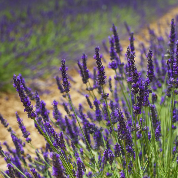 Lavender High Altitude Essential Oil Profile | Native Essentials Skincare
