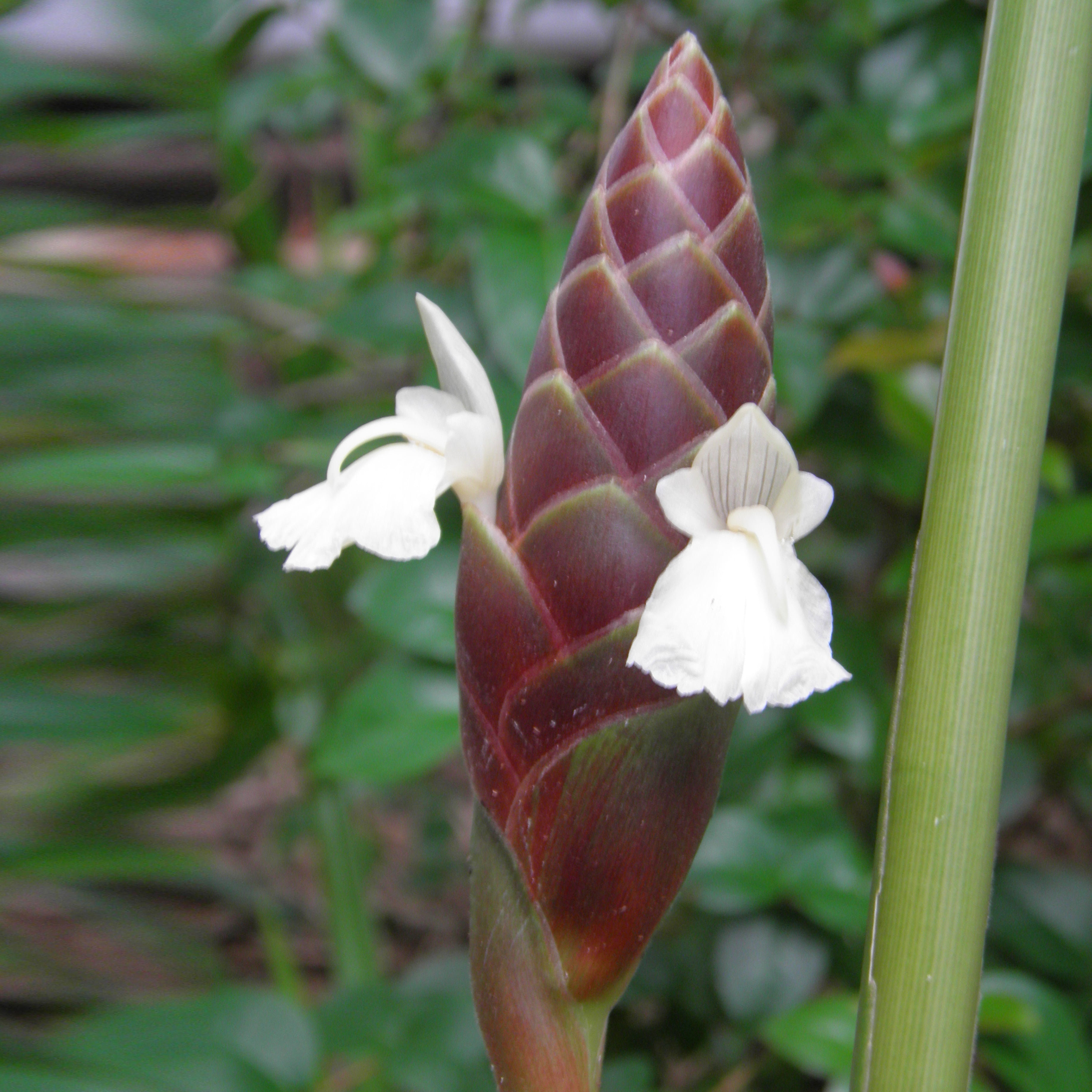 Plai Essential oil Profile | Native Essentials Natural Skin care